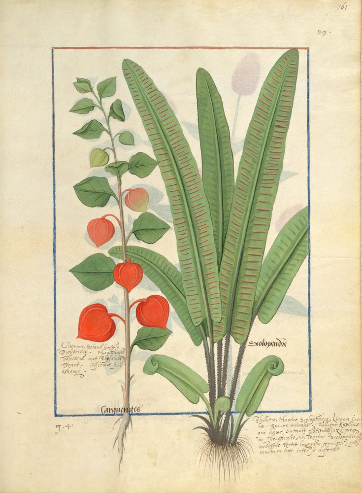 Physalis (links) Illustration aus dem Buch der einfachen Heilmittel von Mattheaus Platearius 161r